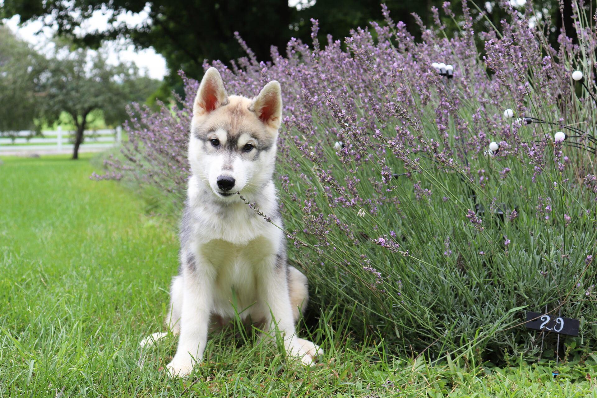 Husky sibérien Lanaudière | Élevage de chien Lanaudière | E.F.